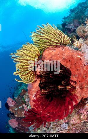 Crinoids, Comatulida Order, with sun in background, Kerua Channel dive ...