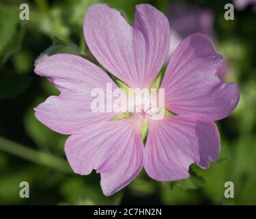 Beautiful Pink Lavatera Flowers Growing Wild in a Verge near Morzine ...