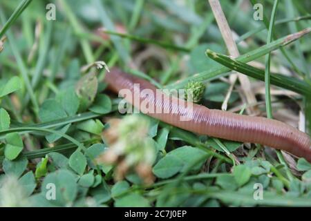 Common earthworm, dew-worm, rainworm, nightcrawler, angleworm, L ...