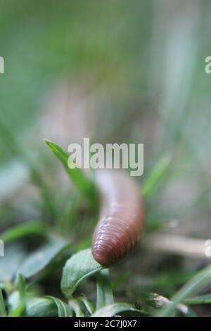 Common earthworm, dew-worm, rainworm, nightcrawler, angleworm, L ...