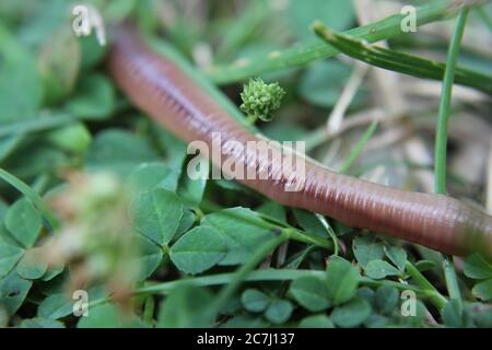 Common earthworm, dew-worm, rainworm, nightcrawler, angleworm, L ...