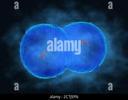 Meningococcal meningitis, illustration Stock Photo - Alamy
