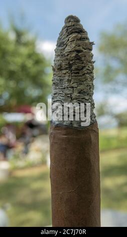 Cigar long ash Stock Photo - Alamy
