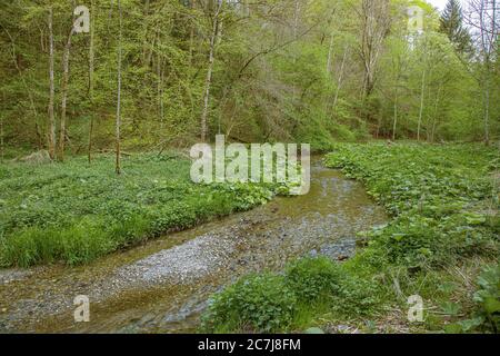 Small brook, creek flows through snowy meadows. Rime in the trees and ...