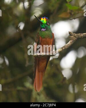Rainbow Starfrontlet (Coeligena iris) hummingbird, Ecuador Stock Photo ...