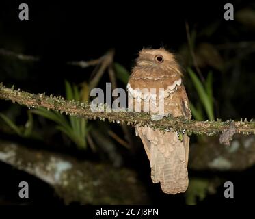 Philippine frogmouth (Batrachostomus septimus) in Rajah Sikatuna ...