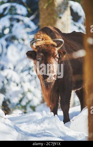European bisons in the wildlife Park in Silz/Palatinate/Germany Stock ...