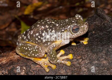 3 Magnificent Tree Frogs, Litoria splendida, in Armadale reptile Centre, Perth, Western ...