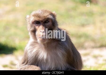 Selective focus shot of a monkey staring at the camera leaning on a ...