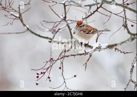 American Tree Sparrow in winter Stock Photo - Alamy