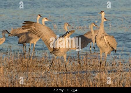 Male and female Sandhill Cranes, Antigone canadensis, engage in a ...