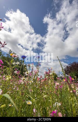 Various insects from Germany in high resolution and scanned with macro ...