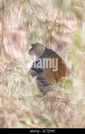 Mono azul (Cercopithecus mitis mitis), Jozani National Park, Zanzibar ...