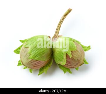 Hazelnuts with green branch isolated on white background Stock Photo ...