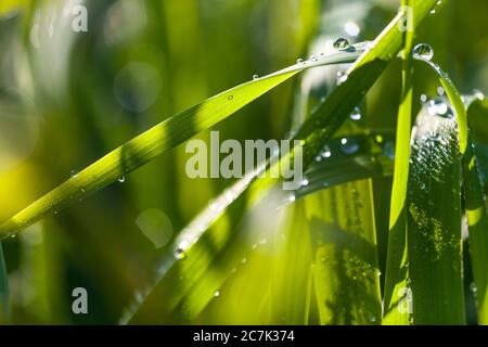close-up of wet grass on forest glade with shiny blurs in morning warm ...