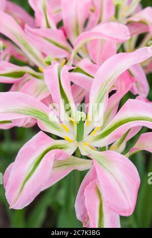 the pink flower in the nature with soft tone Stock Photo - Alamy