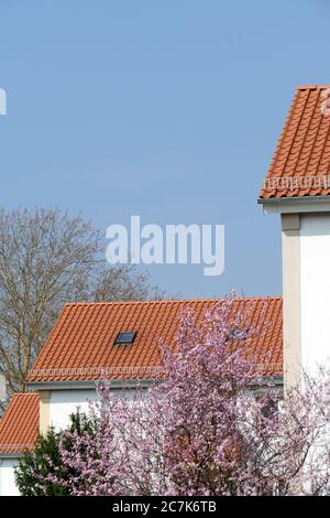 Modern, monotonous residential building, cherry blossom, Bremen ...