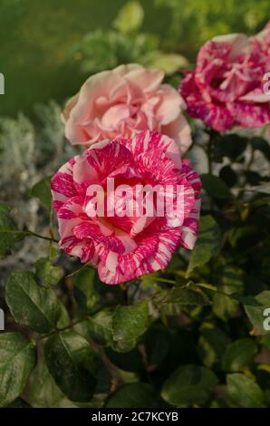 Beautiful striped rose Pink Intuition in the garden Stock Photo - Alamy