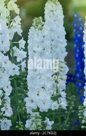 Bio garden with delphinium flowers plants. Landscape with flowers field ...
