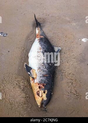 Dead fish carcasses washed up on a white sandy beach Stock Photo - Alamy