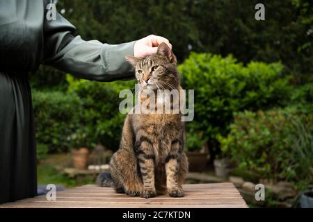 tabby shorthair cat getting stroked by female hand outdoors in the ...