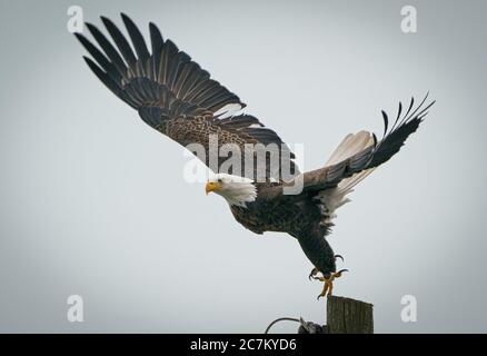 A closeup shot of a flying eagle Stock Photo - Alamy