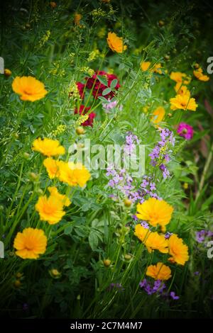 A closeup shot of blooming blue wildflowers on a field Stock Photo - Alamy
