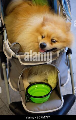 A vertical shot of a fluffy brown dog looking up at a hand holding a ...