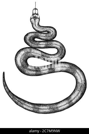 Tattoo snake. Traditional black dot style ink. Isolated illustration ...