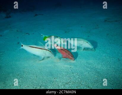 Dash and Dot; Parupeneus barberinus; Maldives Stock Photo - Alamy