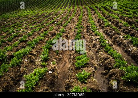 Potato crops in Chaullacocha village, Andes Mountains, Peru, South ...