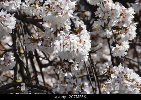 Blooming tree in spring, Staten Island New York Stock Photo - Alamy