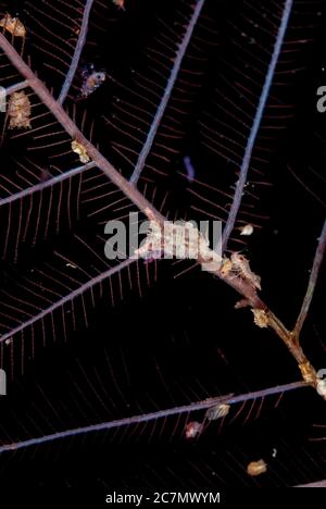 Isopods, Isopoda Family, on hydroid, night dive, Cuts and Grottos dive ...