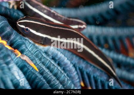 Crinoid Clingfish, Discotrema crinophila, pair in Crinoid, Comatulida ...