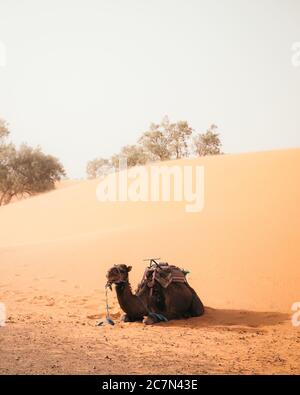 A vertical closeup shot of a beautiful camel in the desert Stock Photo ...