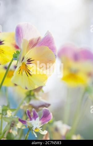 Pansy cool wave 'raspberry swirl' Stock Photo - Alamy