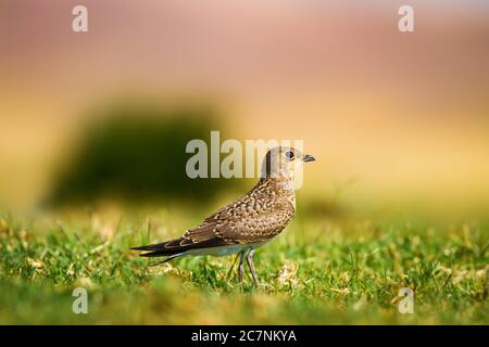 Cute bird Collared Pratincole. Warm colors nature background. Bird ...