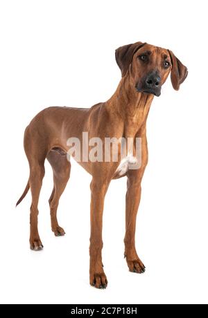 Rhodesian Ridgeback in front of white background Stock Photo - Alamy