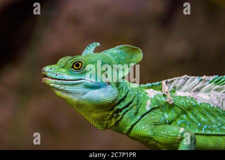 The closeup image of double crested basilisk. It is one of the largest ...
