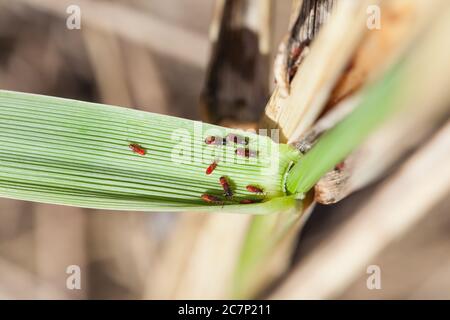 European chinch bug Stock Photo - Alamy