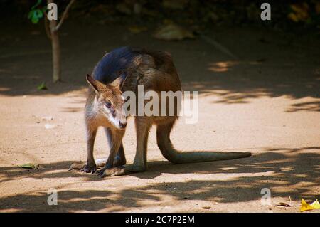 wallaby profile appearance of the Asian type in the garden Stock Photo ...