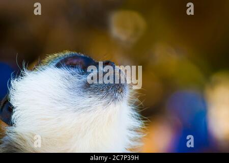Cute vervet monkey. Blur background. Monkey portrait Stock Photo - Alamy