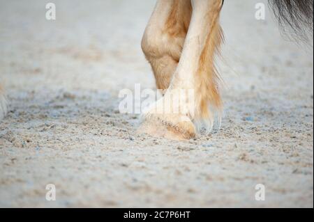 Shire horse hooves Stock Photo - Alamy