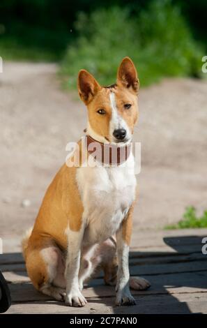 Basenji dog sitting on a white poplar tree branch at early spring and ...