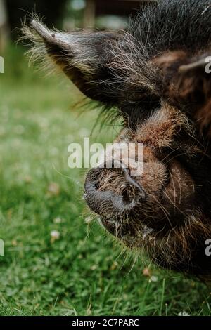 Kunekune Sus scrofa domesticus domestic pig from New Zealand Stock ...