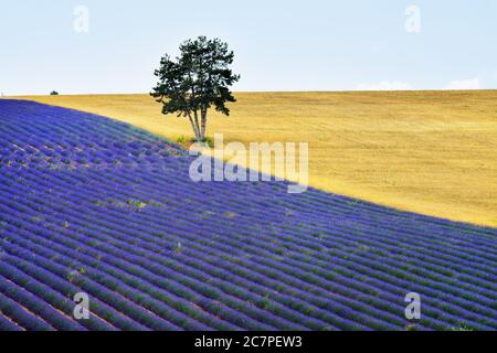 Stunning landscape with lavender and wheat fields at dawn. Provence ...