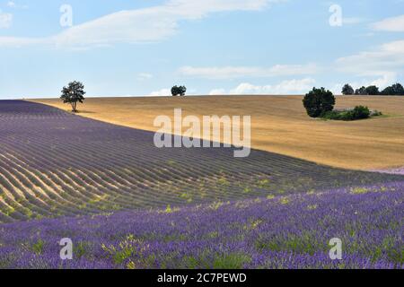 Stunning landscape with lavender and wheat fields at dawn. Provence ...