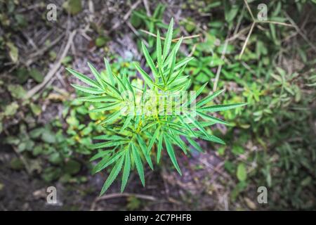 Southern Cone marigold (Tagetes minuta) plant, Uganda, Africa Stock ...
