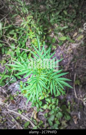Southern Cone marigold (Tagetes minuta) plant, Uganda, Africa Stock ...