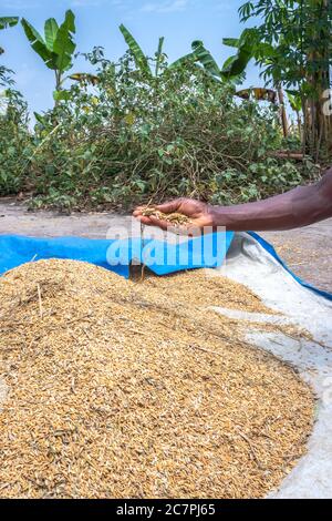 African Rice (Oryza glaberrima) harvested and being stored in white ...
